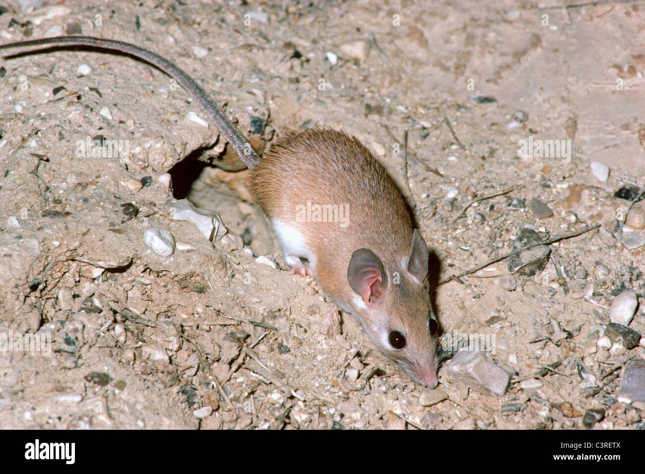 Egyptian spiny mouse hi-res stock photography and images - Alamy