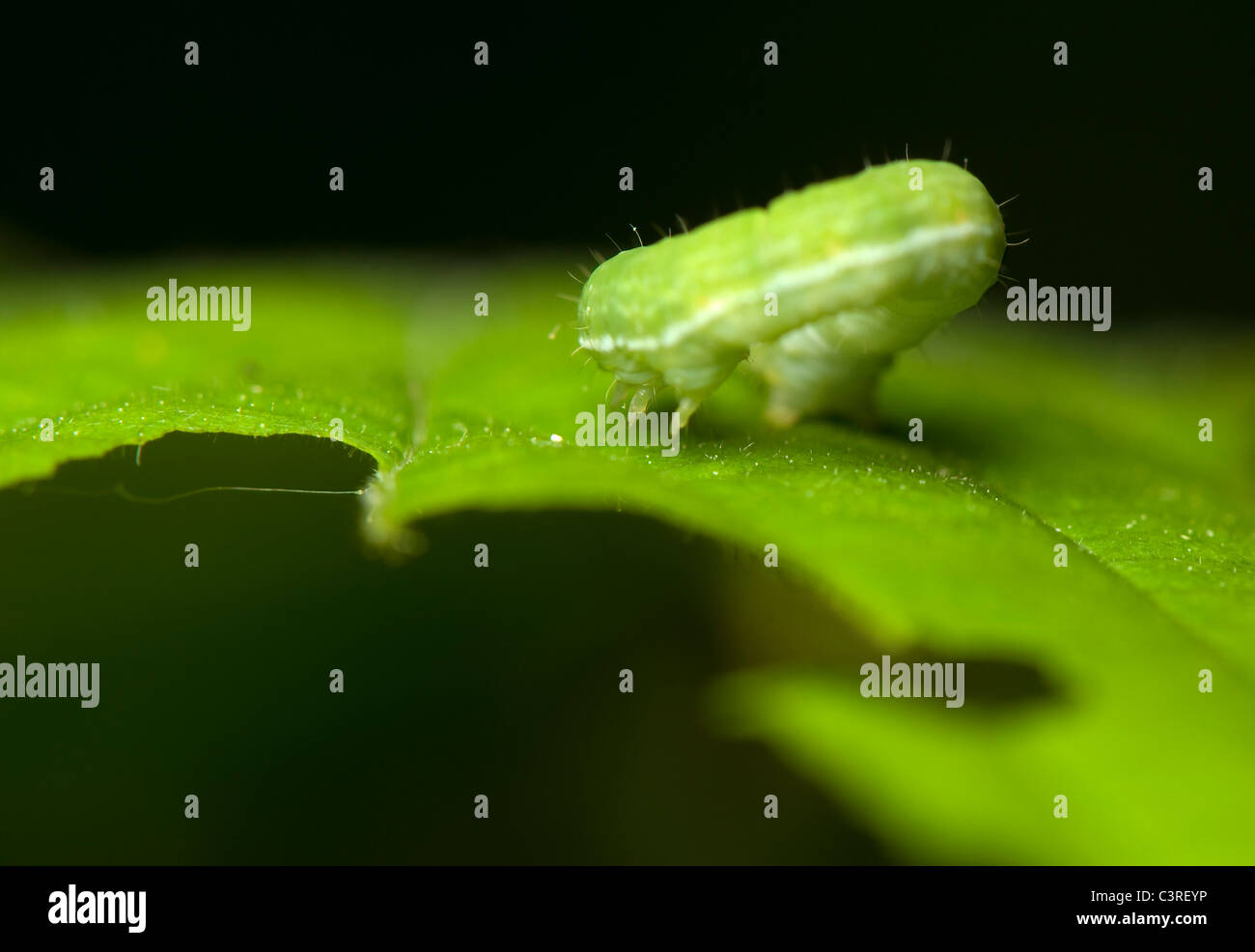 Geometridae larva hi-res stock photography and images - Alamy