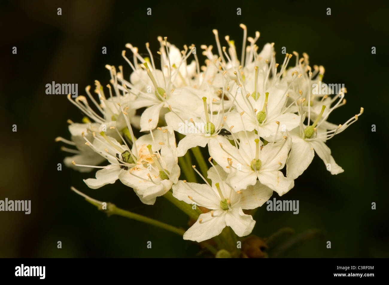 Ledum hi-res stock photography and images - Alamy