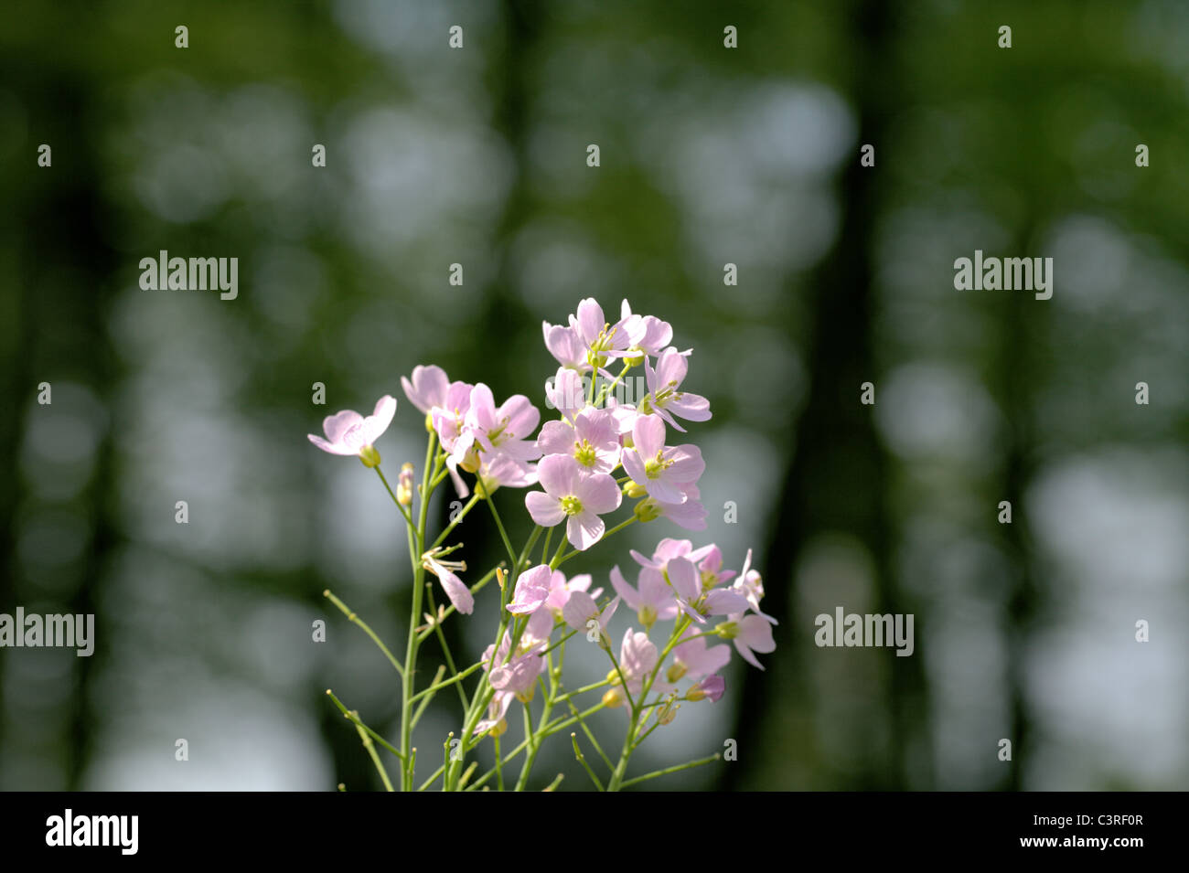 LADY'S SMOCK, CUCKOO FLOWER cardamine pratensis Stock Photo - Alamy