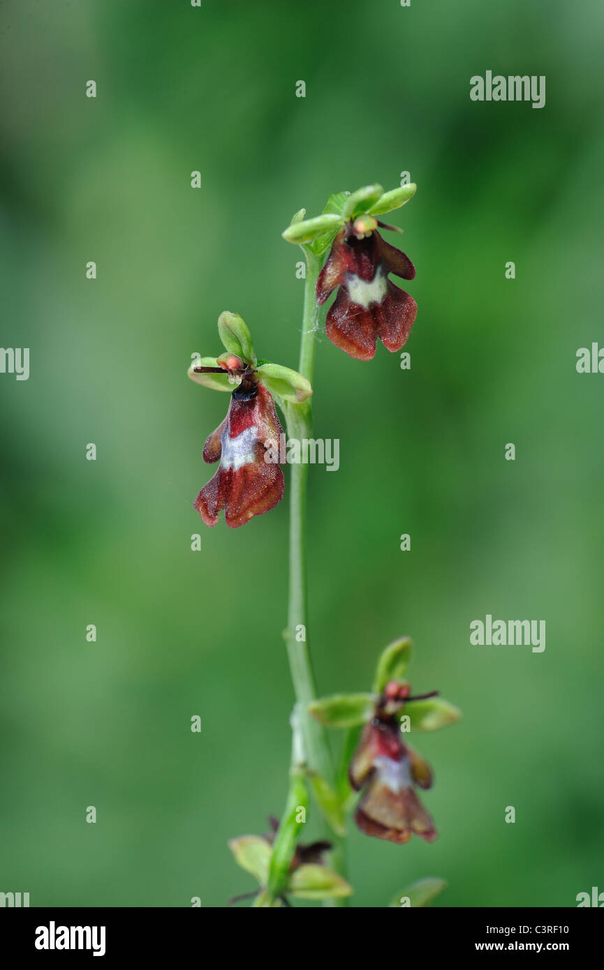 Fly orchid (Ophrys insectifera) flowering at spring Stock Photo - Alamy