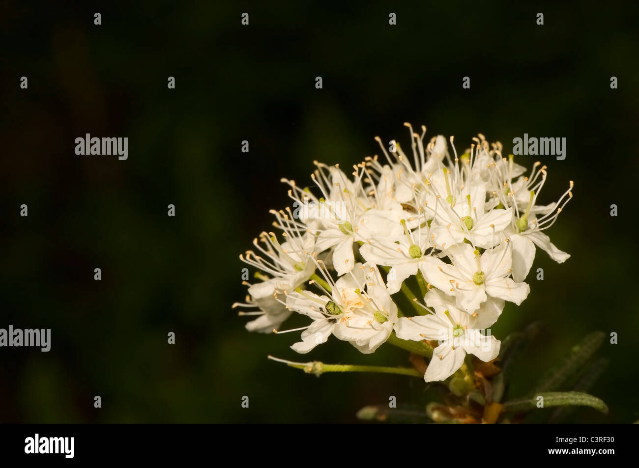 Ledum hi-res stock photography and images - Alamy