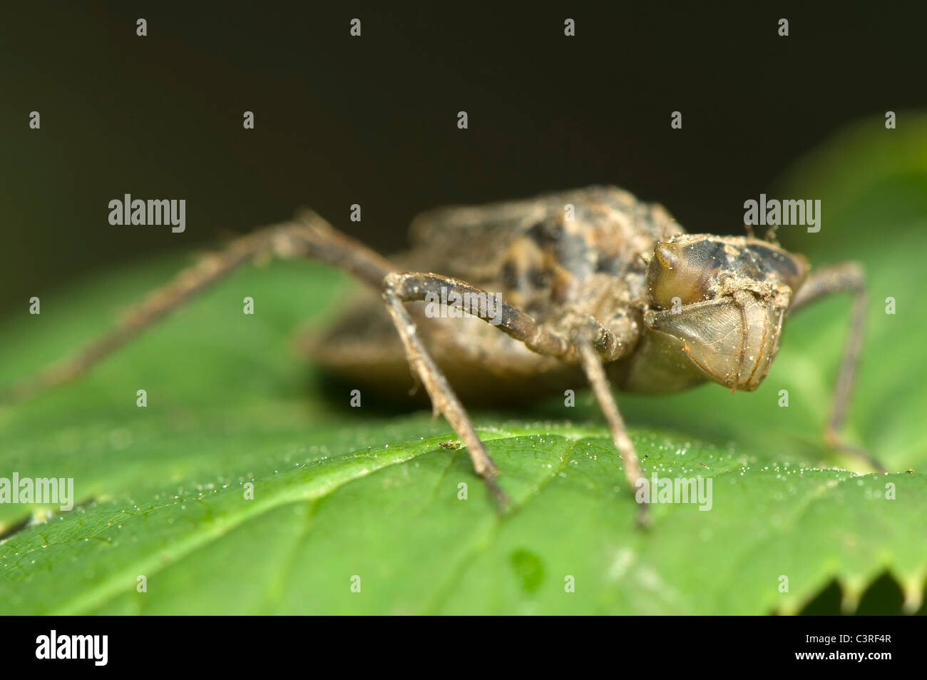 Transparent chrysalis hi-res stock photography and images - Alamy