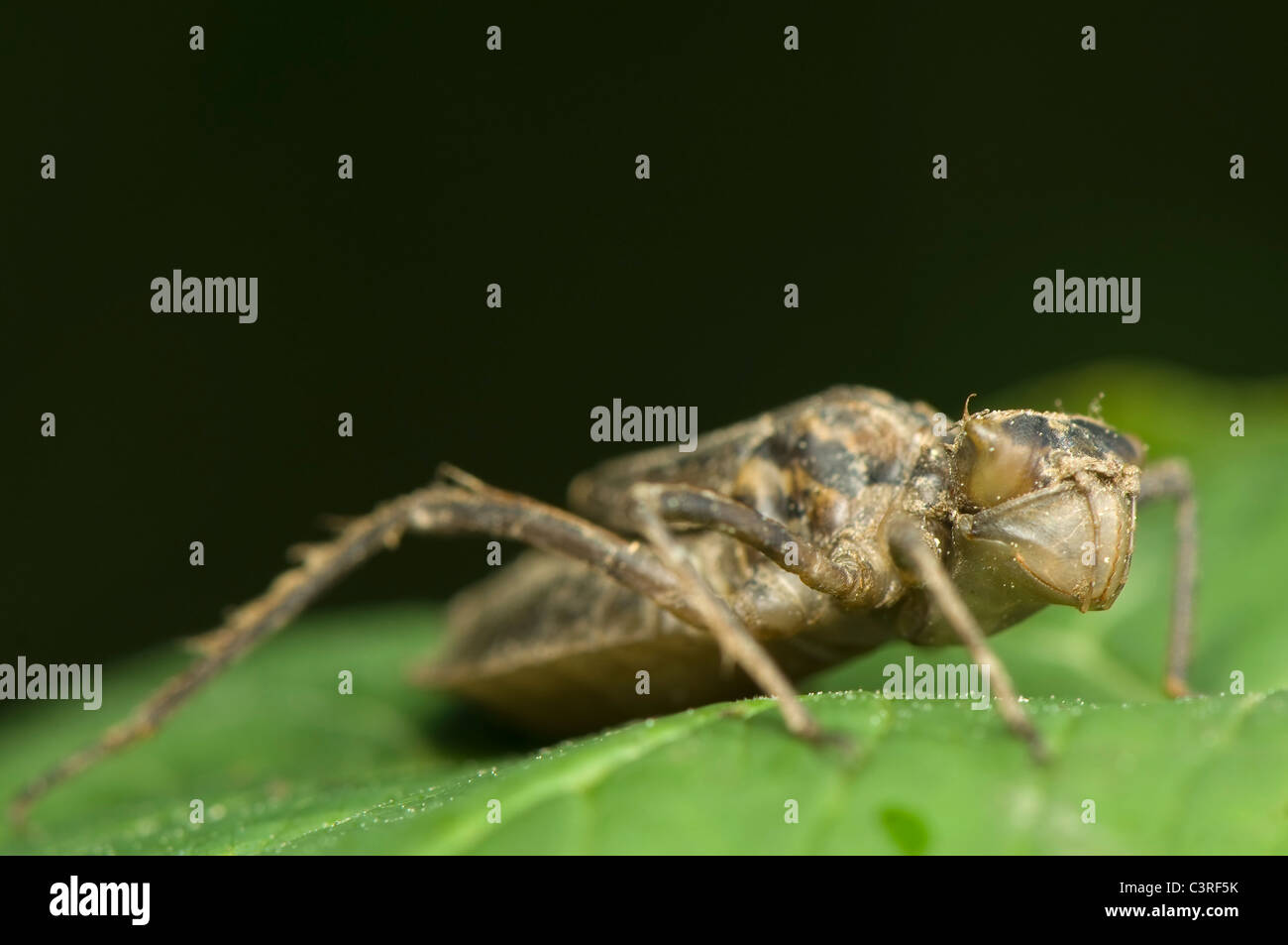 Adult dragonfly skin hi-res stock photography and images - Alamy
