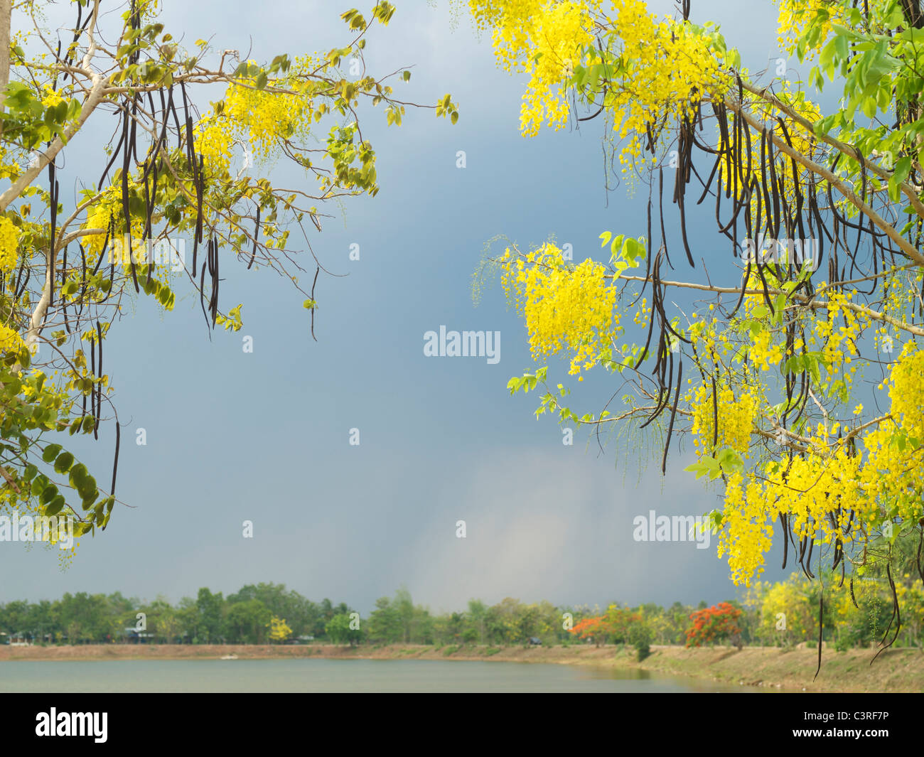 Golden shower hi-res stock photography and images - Alamy