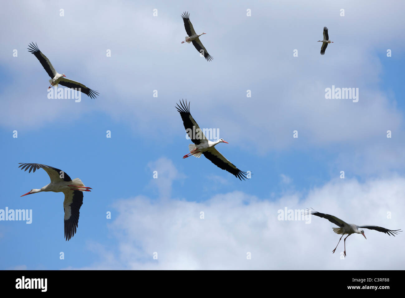 Germany, Birds flying in sky Stock Photo - Alamy