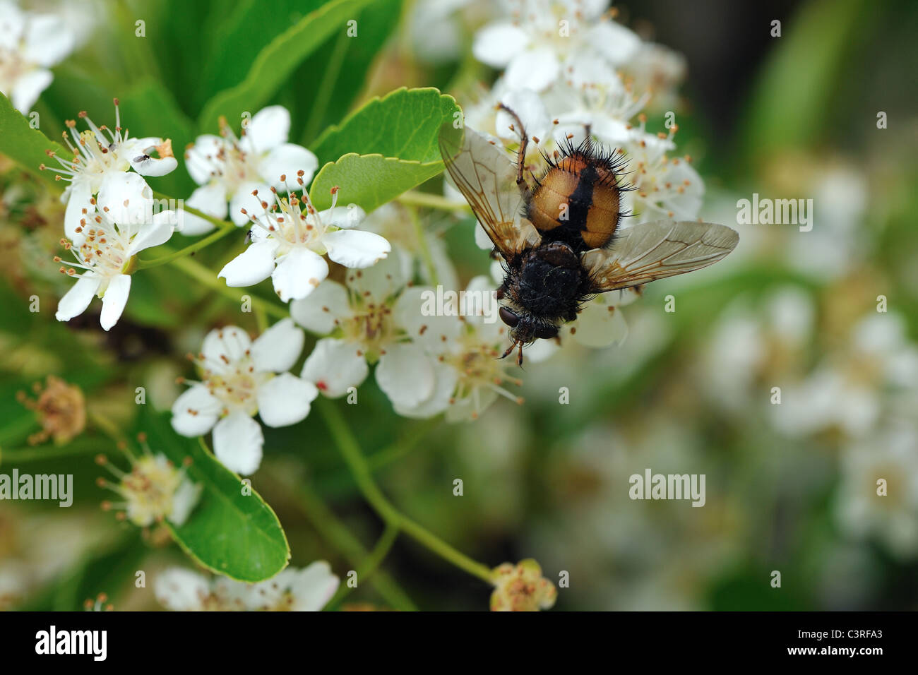 Tachinid fly (Tachina fera) visiting flowers at spring Stock Photo - Alamy