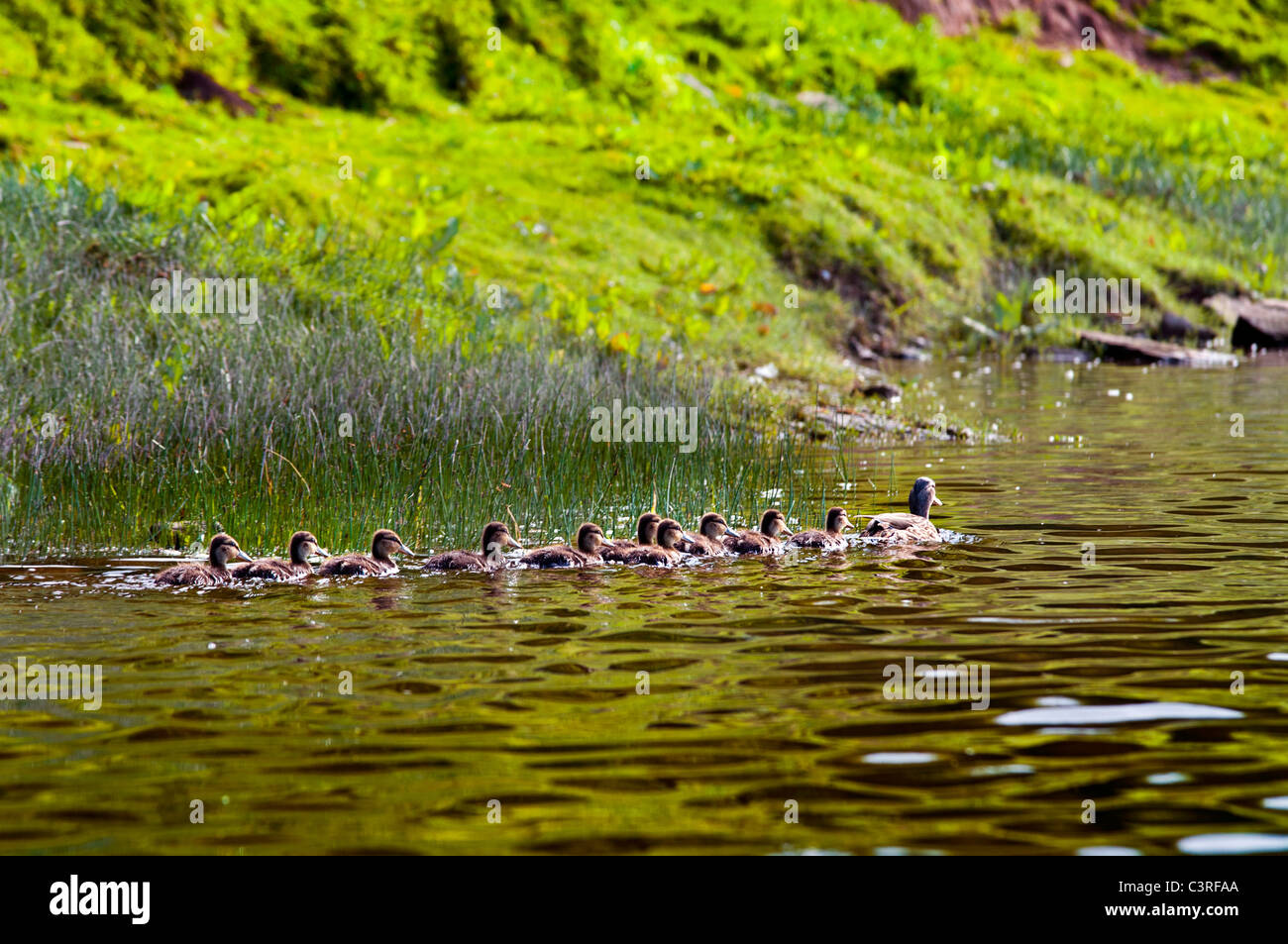 A female mallard duck with her brood of ducklings on the River Tweed ...