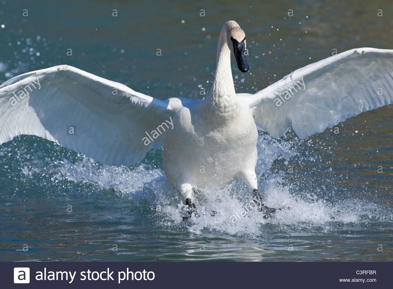 Splashdown Of The Swan High Resolution Stock Photography and Images - Alamy