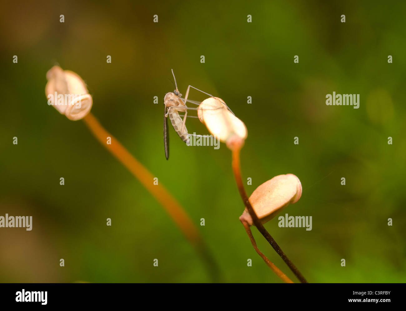 Malaria insect hi-res stock photography and images - Alamy