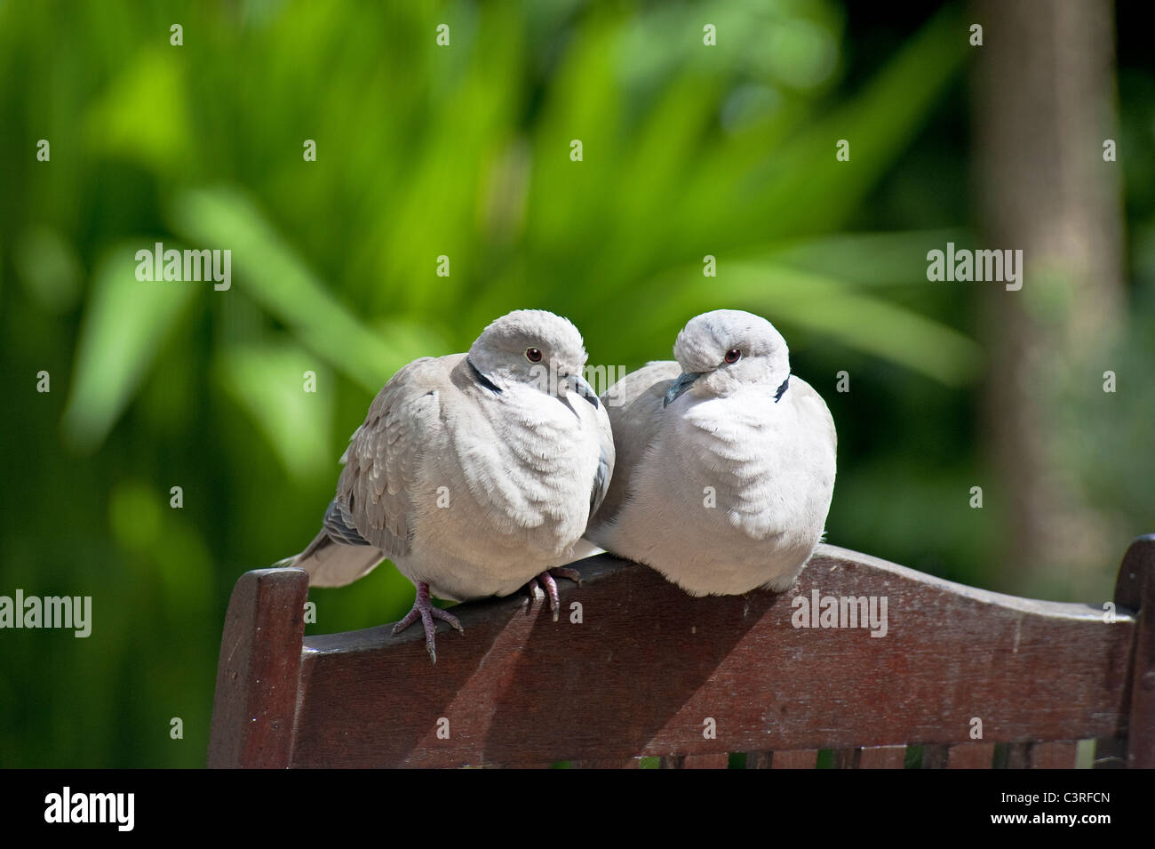 Two birds - A pair of Eurasian collared doves resting on the back of ...