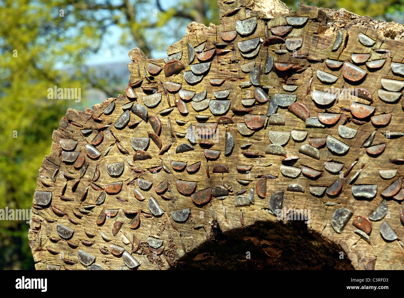Money trees at Bolton Abbey, Yorkshire, England, UK Stock Photo - Alamy