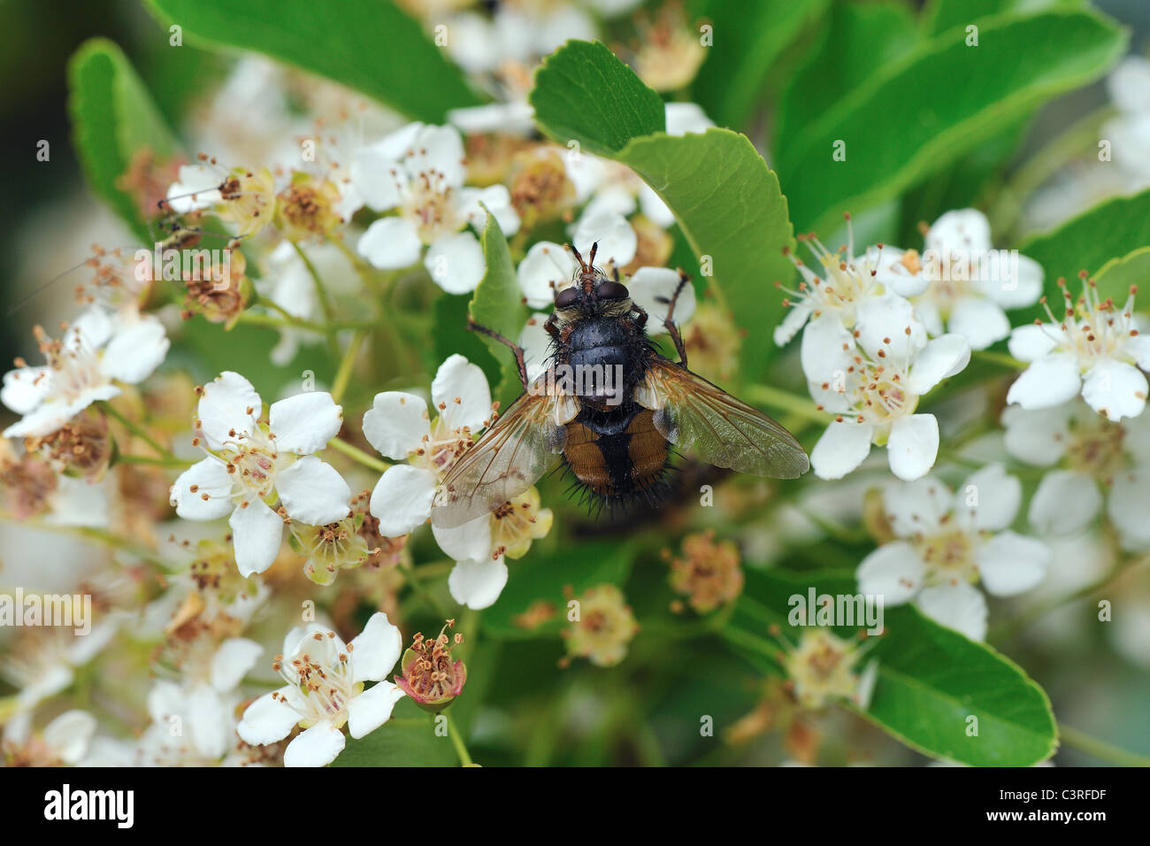 Tachina fera hi-res stock photography and images - Alamy