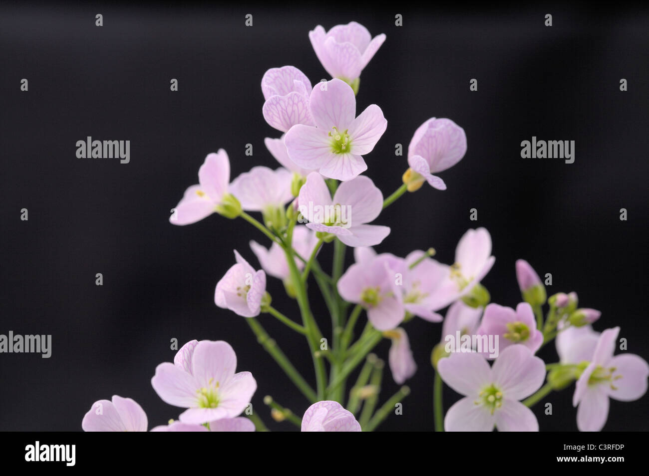 LADY'S SMOCK, CUCKOO FLOWER cardamine pratensis Stock Photo - Alamy