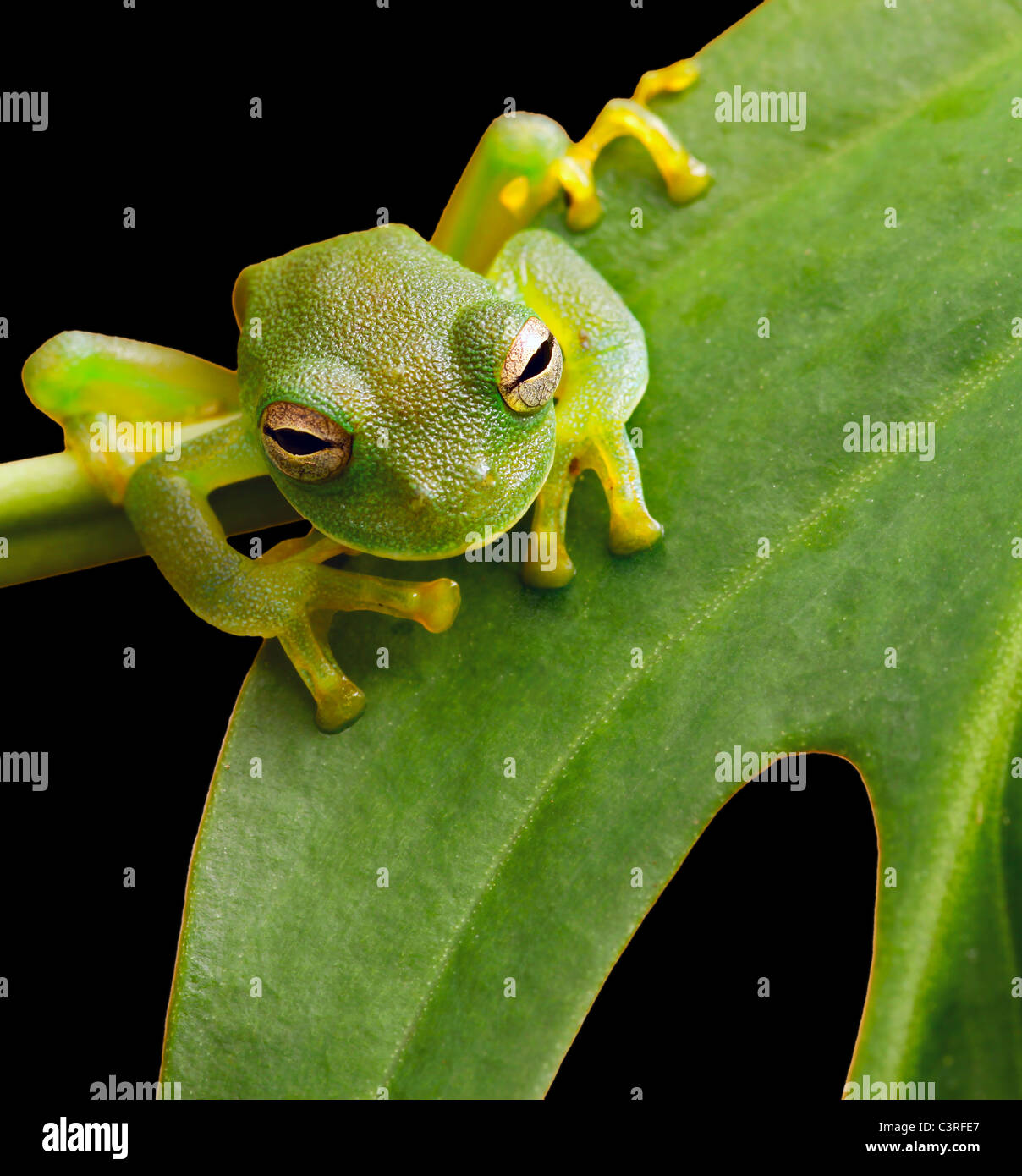 green tree frog on leaf Stock Photo - Alamy