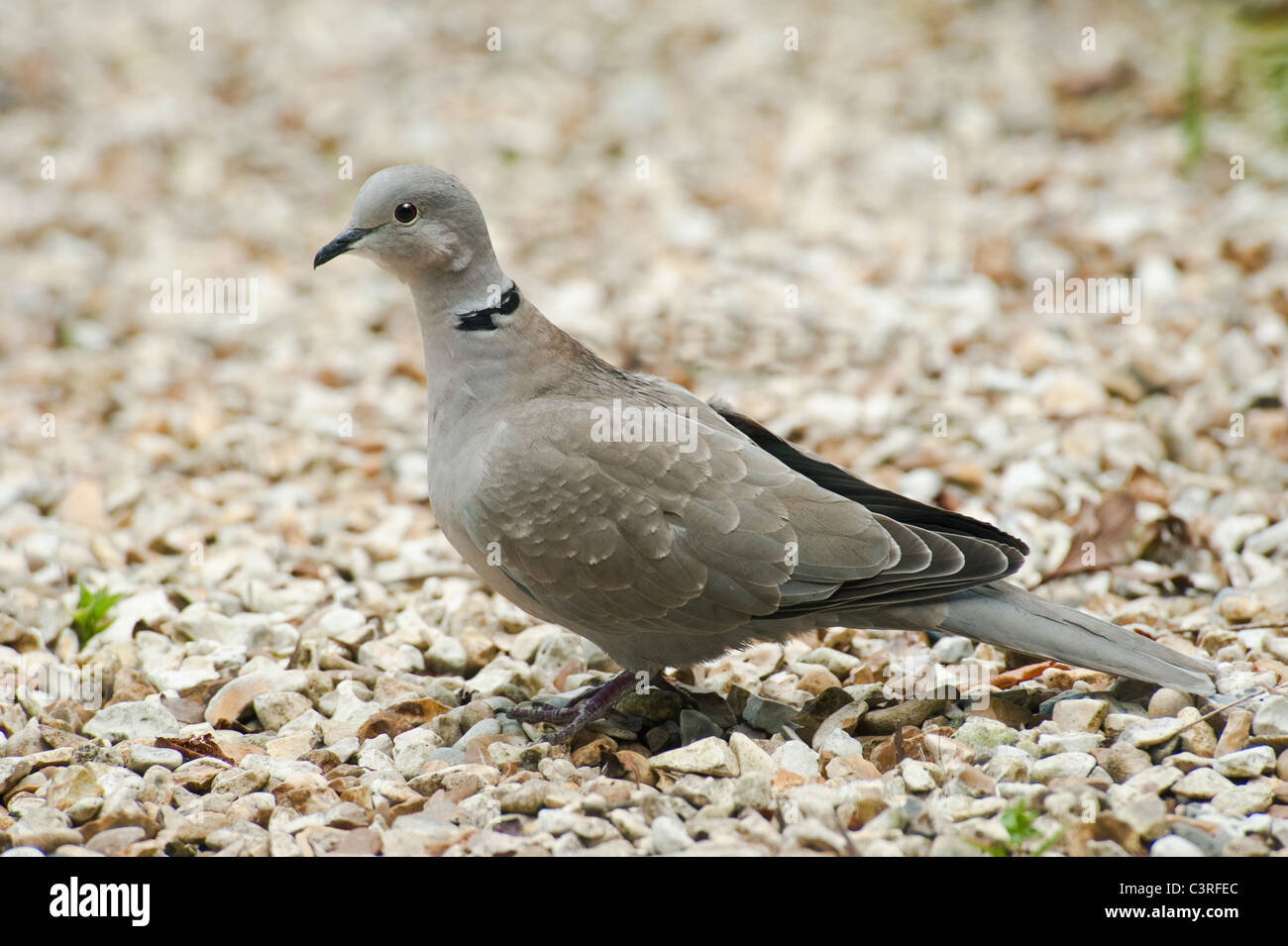 Collared doves bird hi-res stock photography and images - Alamy