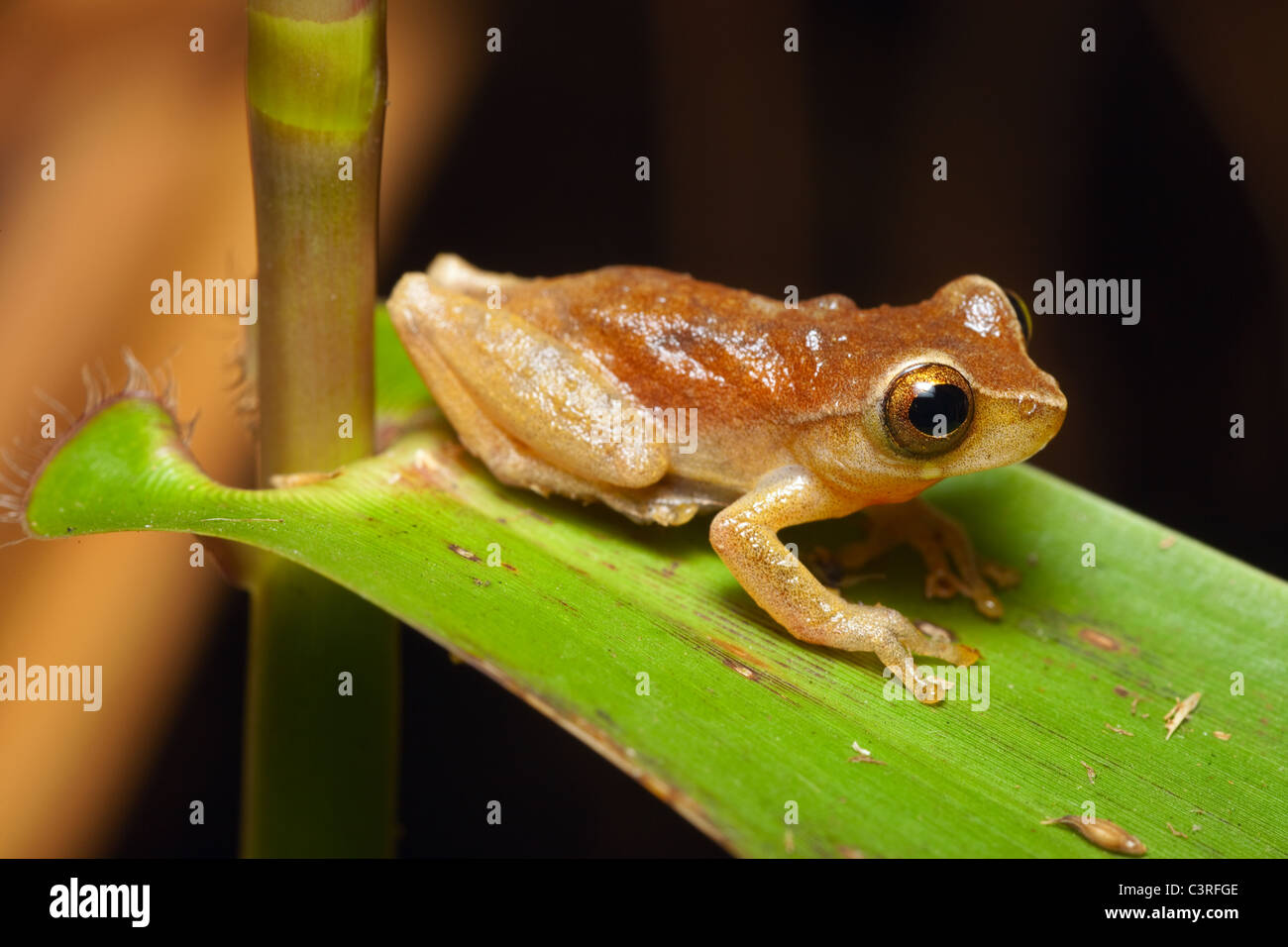 tree frog on grass Stock Photo - Alamy