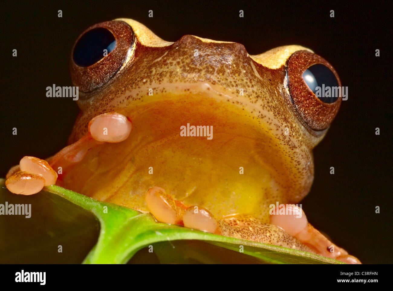 tropical frog with bright red eyes Hypsiboas leucophyllata Stock Photo ...