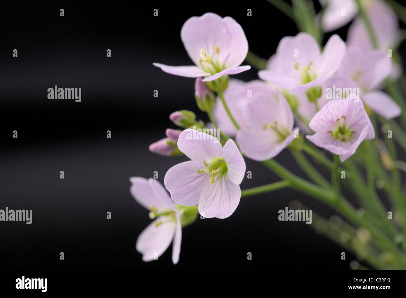 LADY'S SMOCK, CUCKOO FLOWER cardamine pratensis Stock Photo - Alamy
