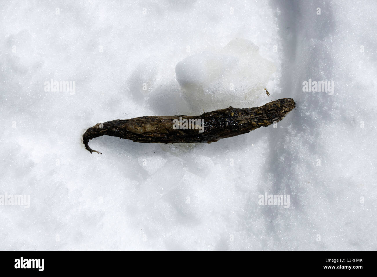 Fox dropping hi-res stock photography and images - Alamy