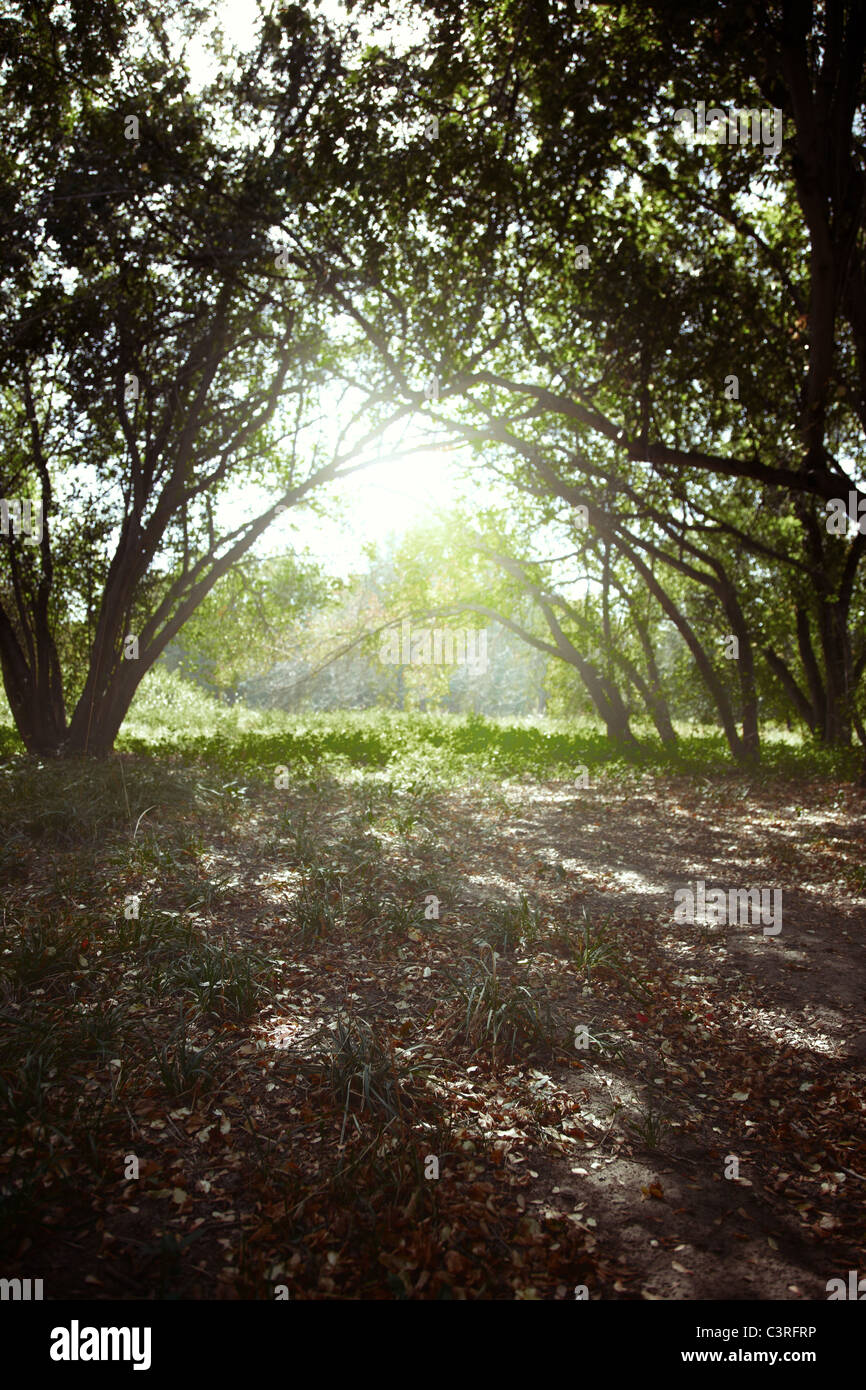 Dark forest with sunlight among the trees. Natural light and colors ...