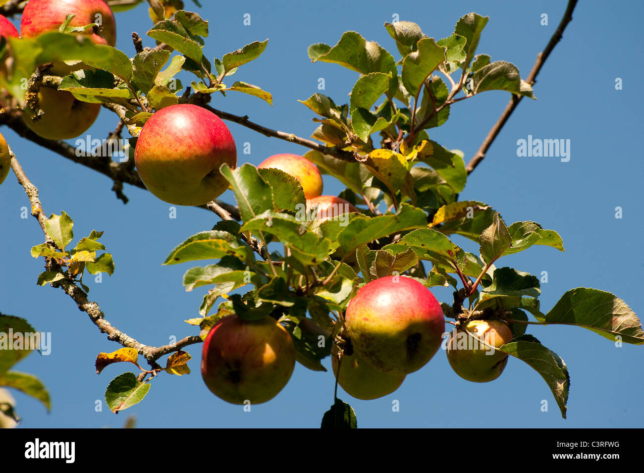 Pretty view of apples growing on a tree Stock Photo - Alamy