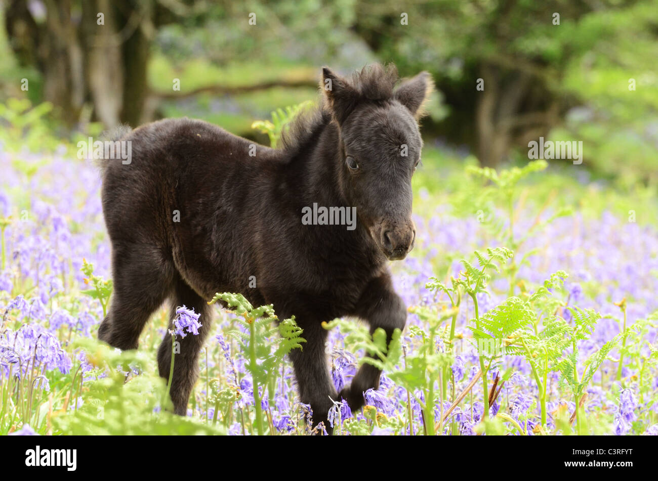 black foal among the bluebells Stock Photo - Alamy