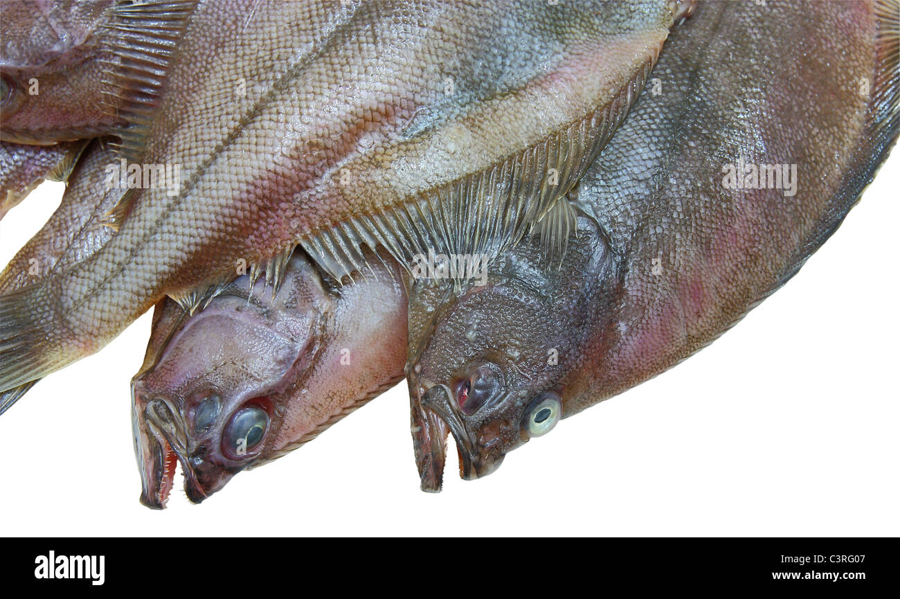 Four fresh flounder fishes on white background Stock Photo - Alamy