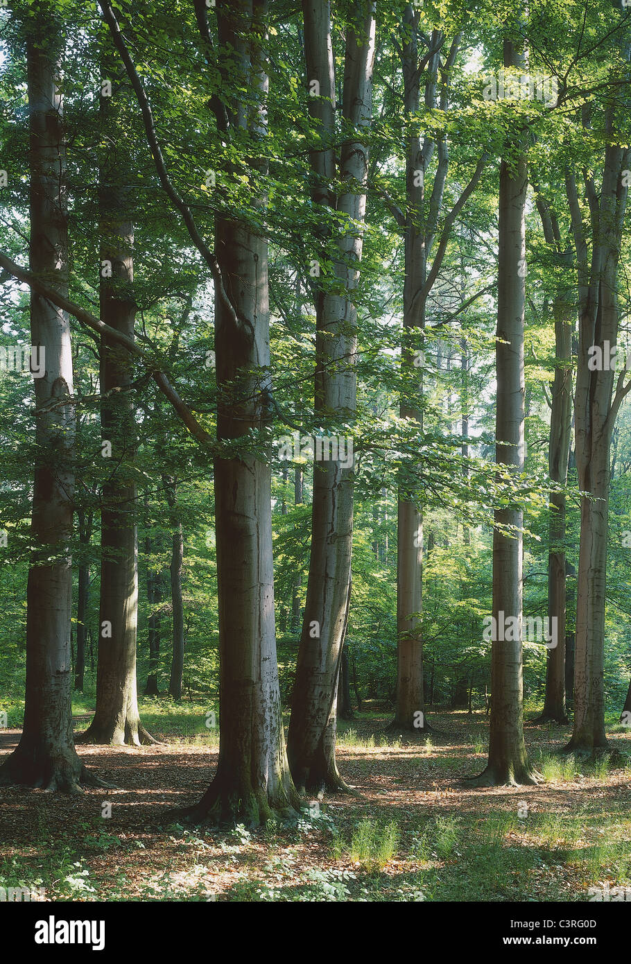 Temperate Deciduous Forest Summer