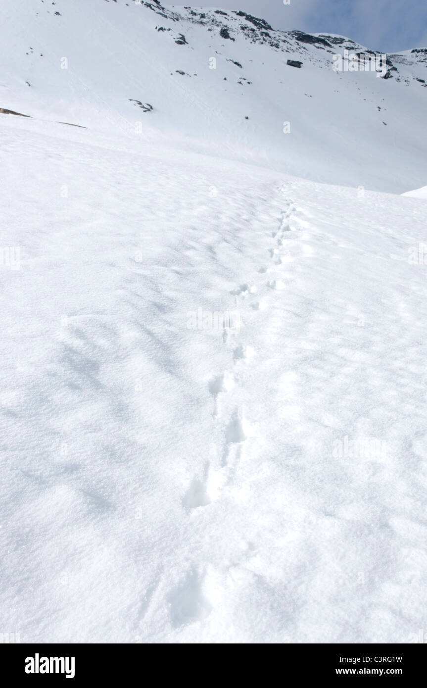 Ibex footprints in snow hi-res stock photography and images - Alamy