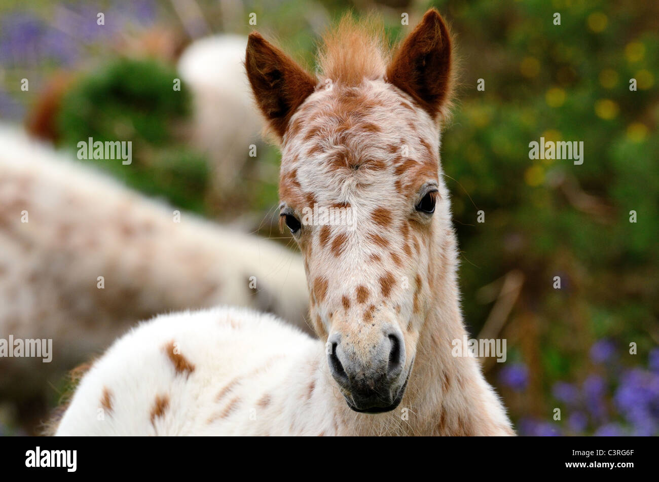 Spotted shetland pony hi-res stock photography and images - Alamy