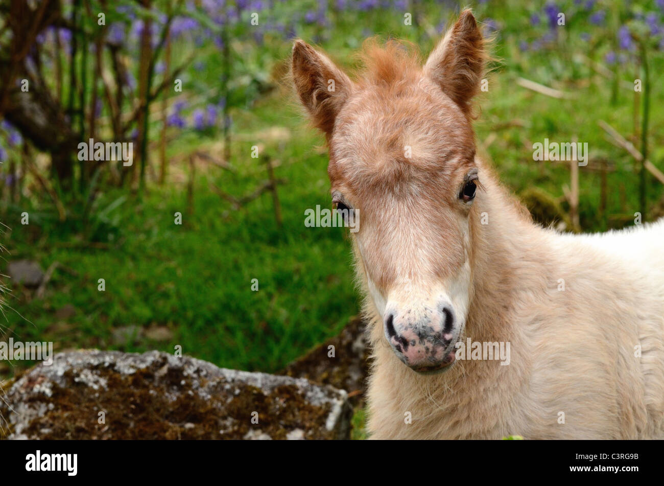 A very cute foal among the bluebells Stock Photo - Alamy