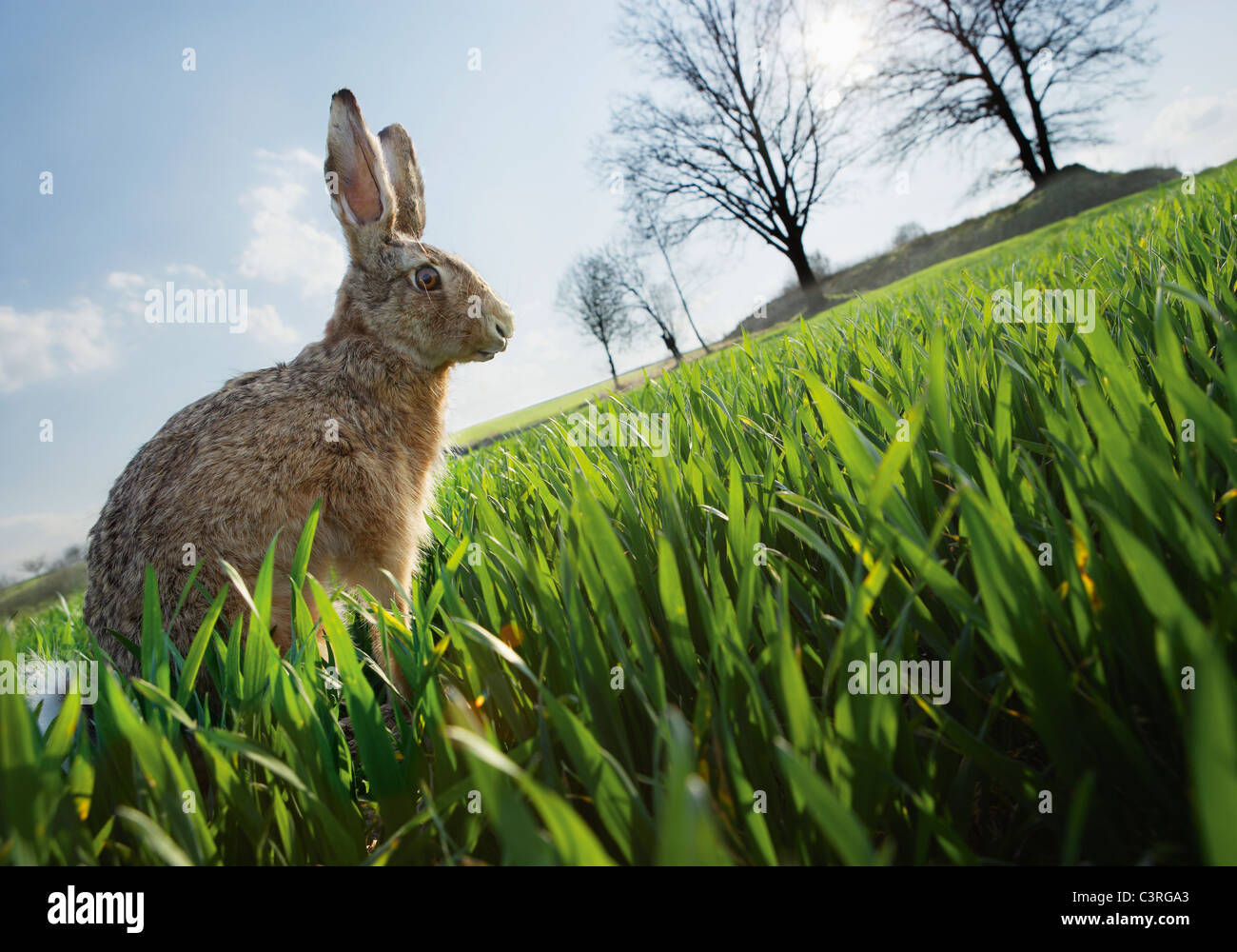 Germany, Hare sitting on meadow Stock Photo - Alamy