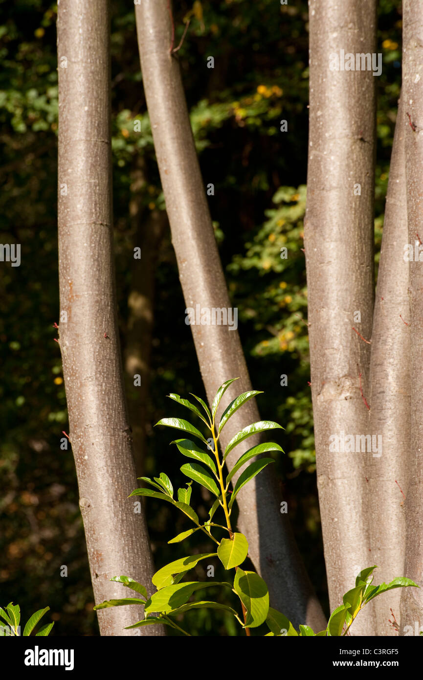 Trunks bark hi-res stock photography and images - Alamy