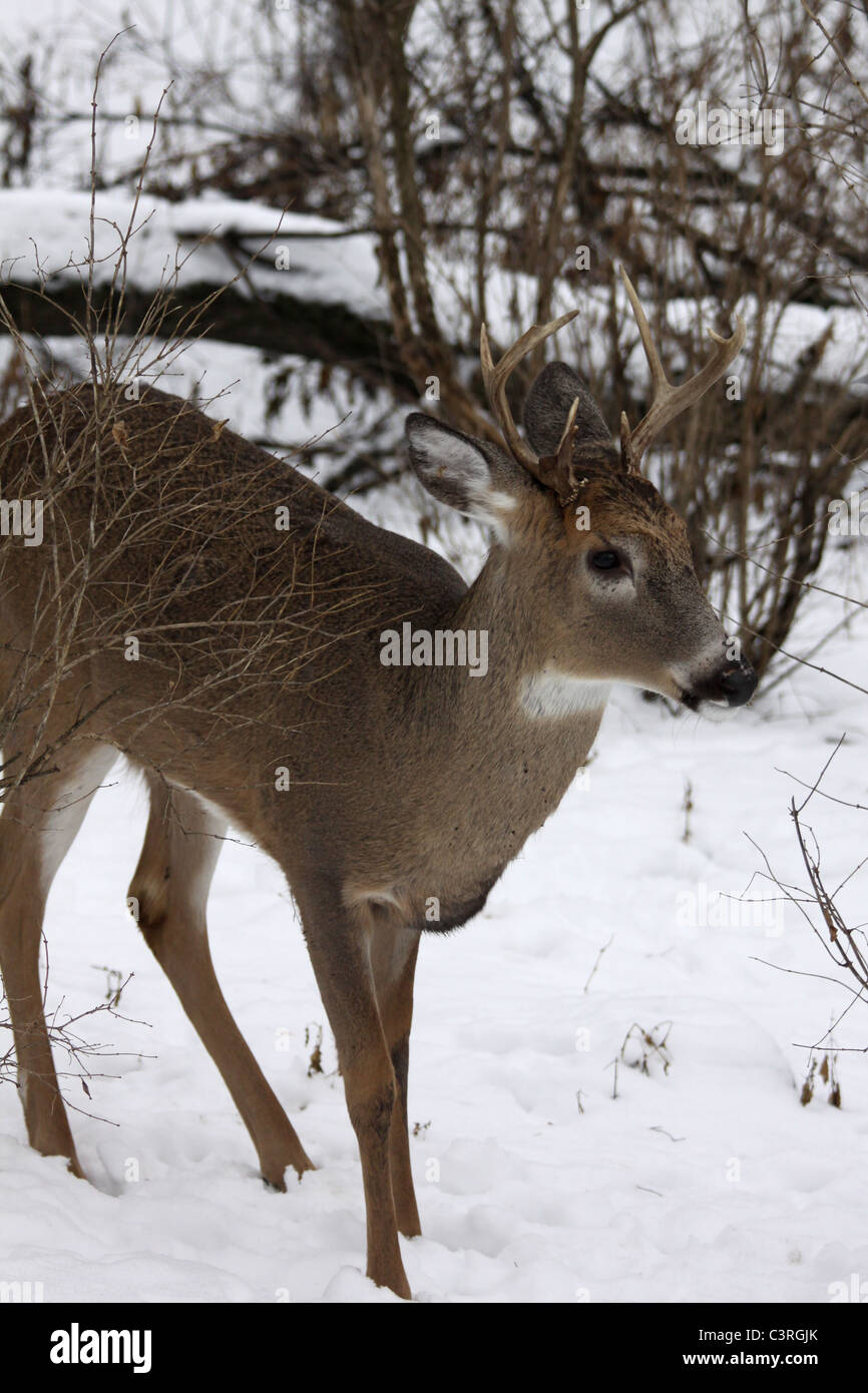 6 point buck hi-res stock photography and images - Alamy