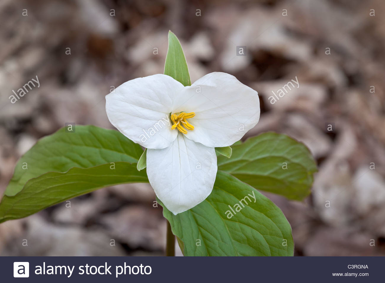 National Floral Emblem High Resolution Stock Photography and Images - Alamy