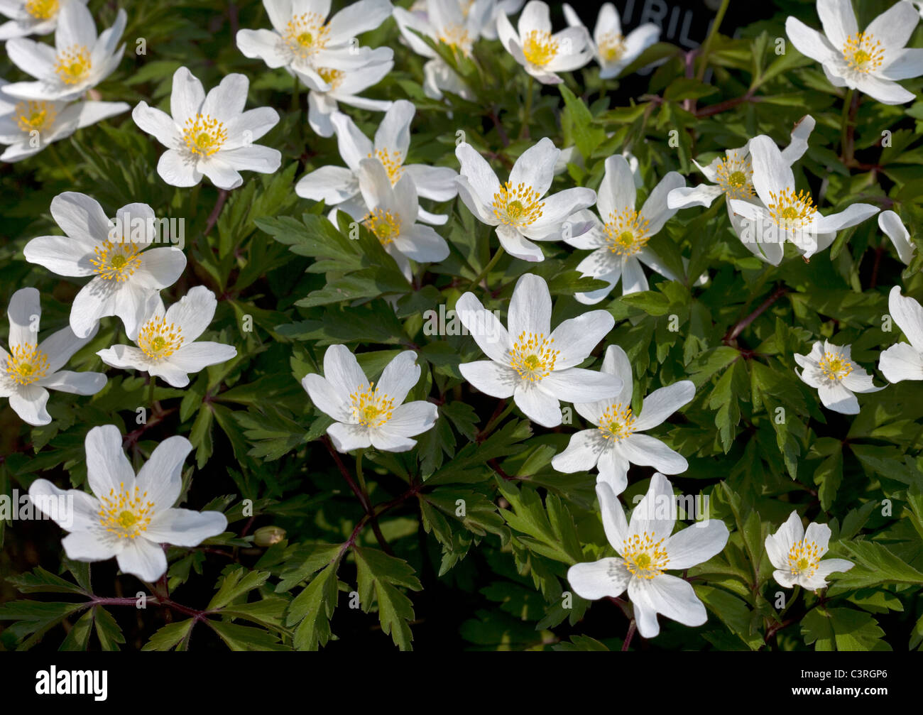 Simile hi-res stock photography and images - Alamy