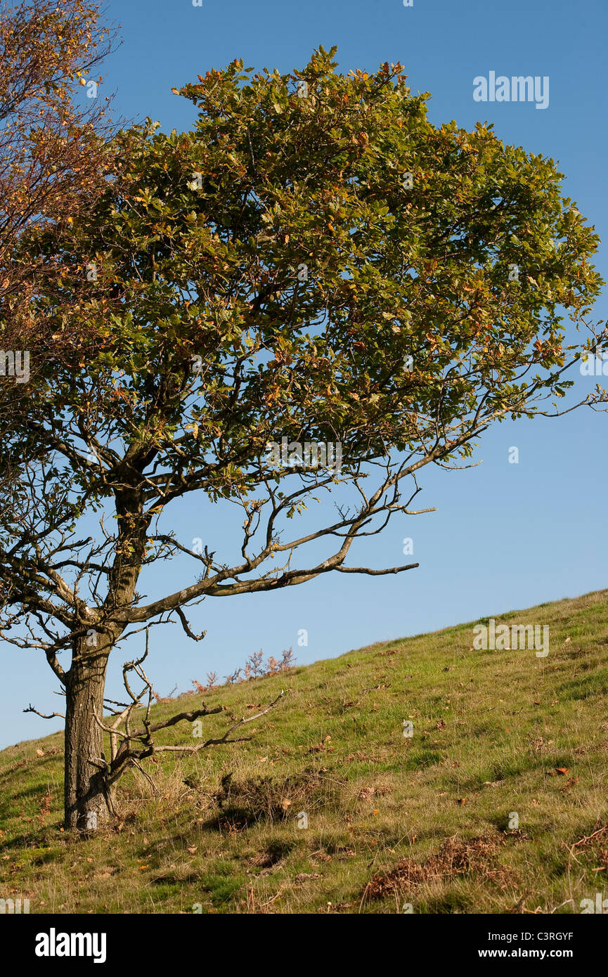 English Countryside Single Tree High Resolution Stock Photography and ...