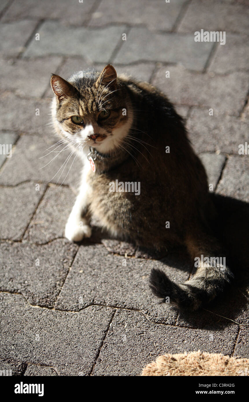 Scared cat tail hi-res stock photography and images - Alamy
