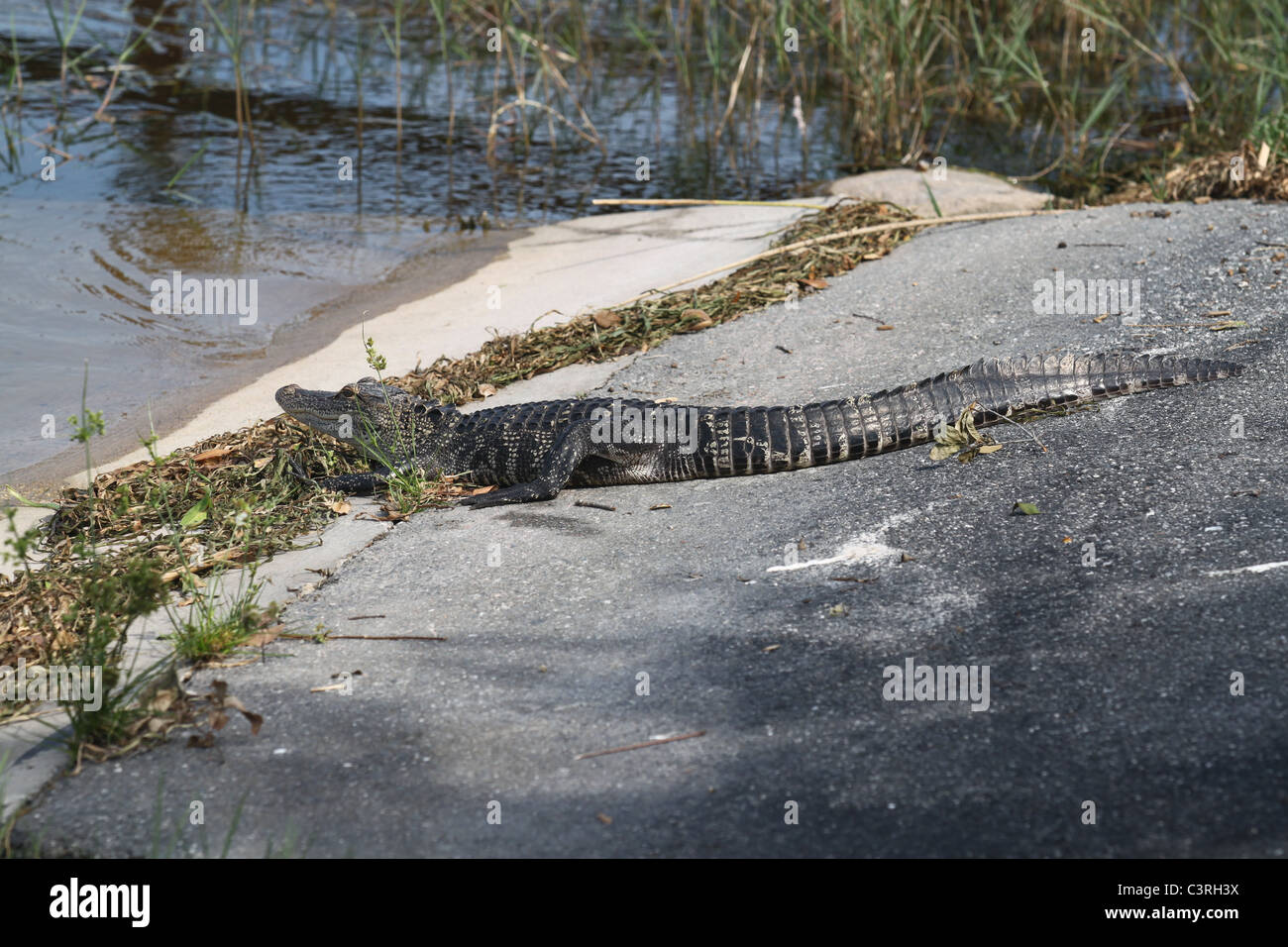 Mount Dora alligator by the boat tour dock Stock Photo - Alamy