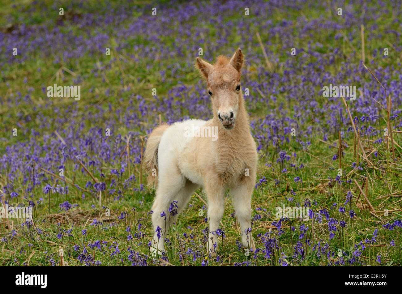 A very young spotted foal among the Bluebells Stock Photo - Alamy
