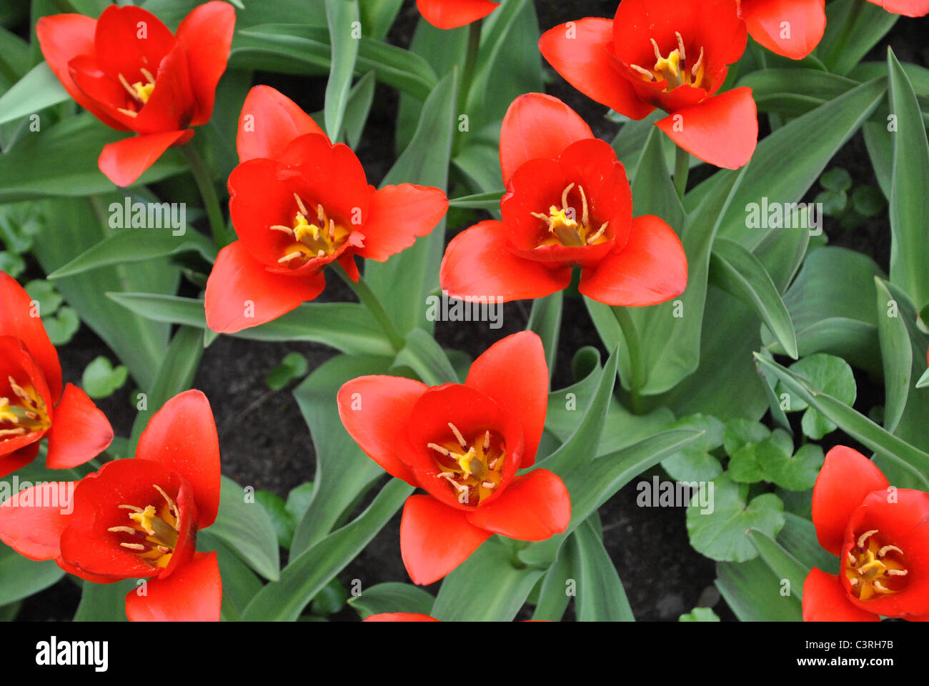 Beautiful red flower blooms Stock Photo - Alamy