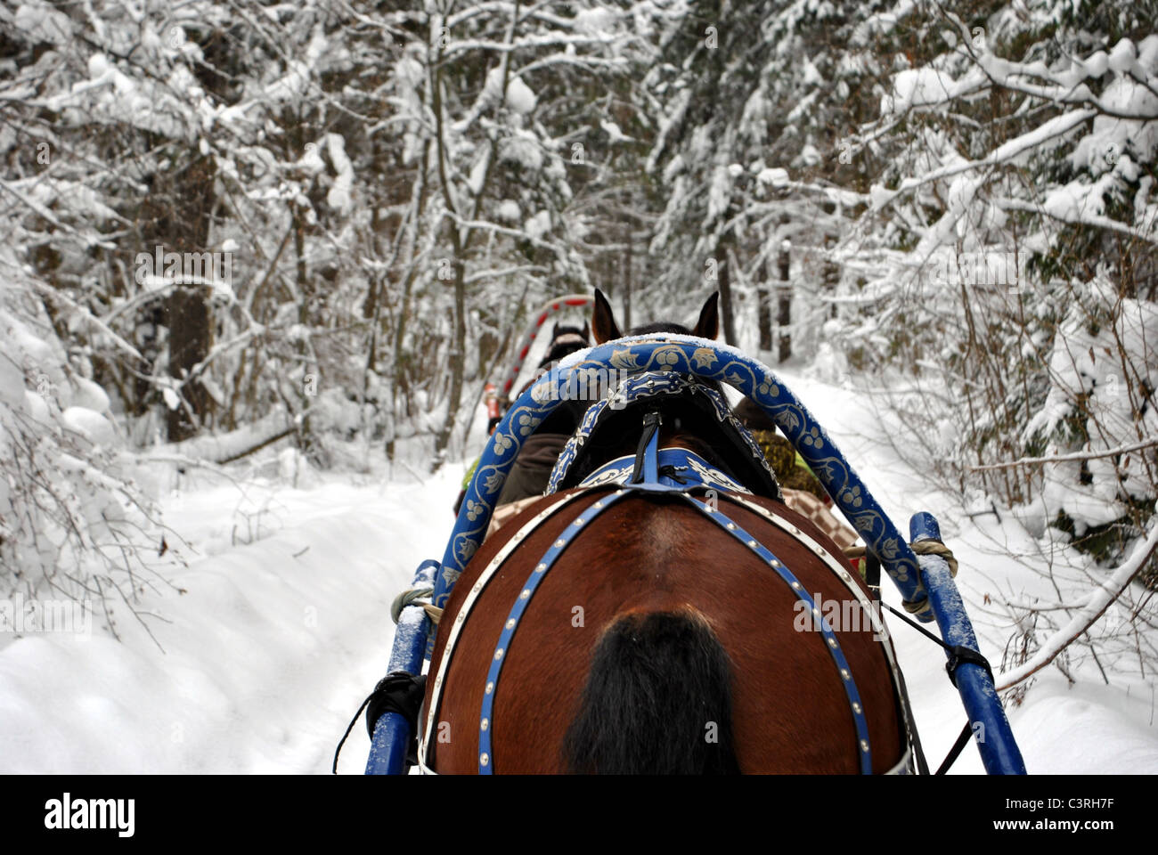 One horse open sleigh hi-res stock photography and images - Alamy