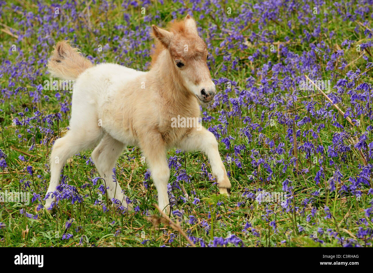 A very young spotted foal among the Bluebells Stock Photo - Alamy