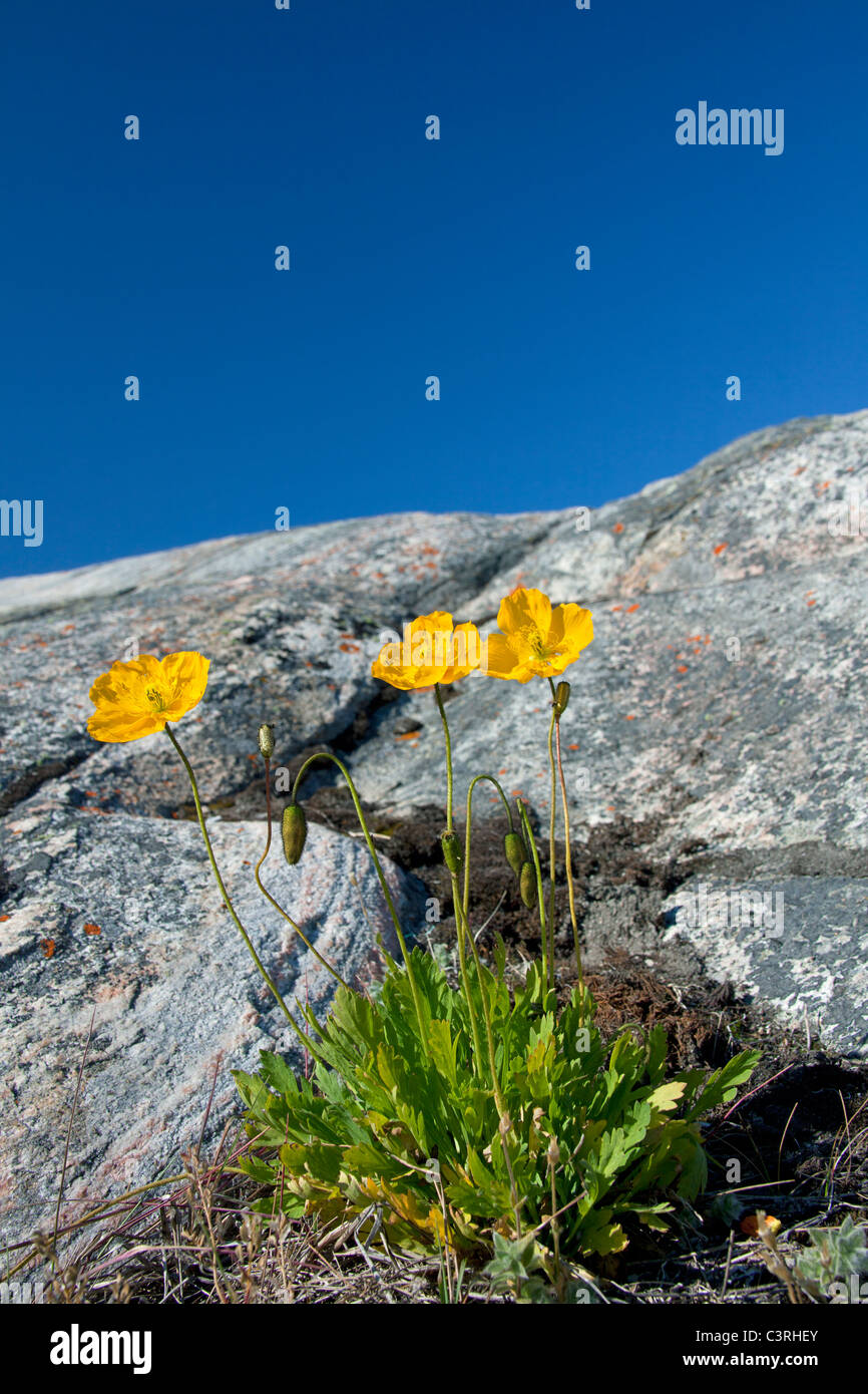 Arctic poppy (Papaver radicatum) flowering on rock, Disko-Bay, West ...