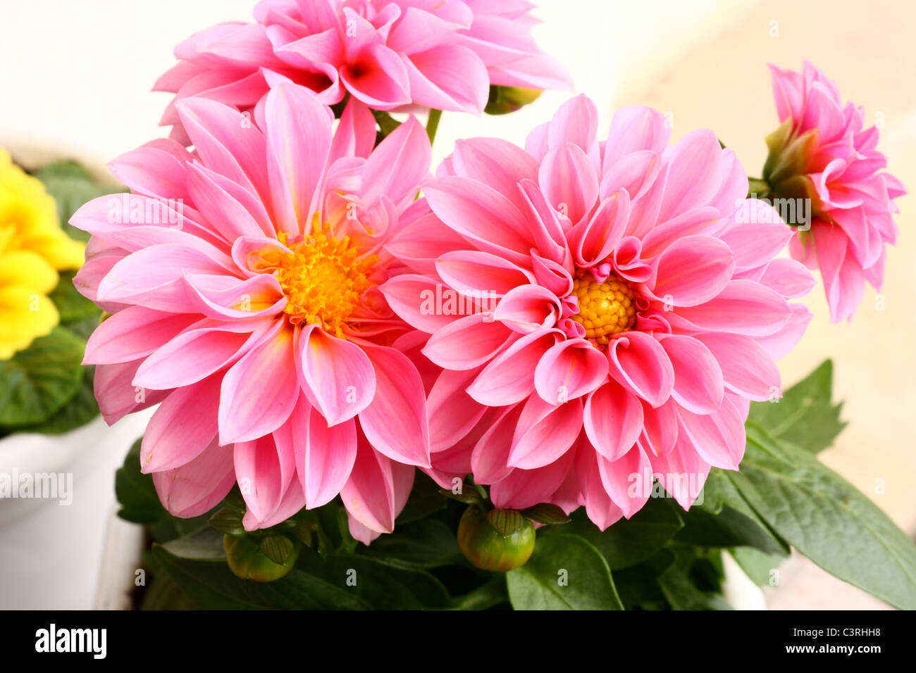 Vermilion color hi-res stock photography and images - Alamy