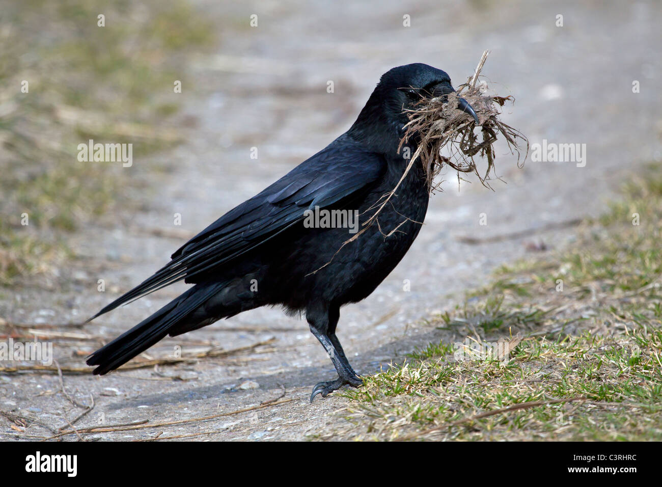 Carrion crow (Corvus corone) collecting nesting material in beak on the ...