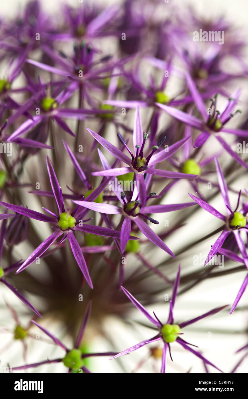 Allium flower bulbs hi-res stock photography and images - Alamy