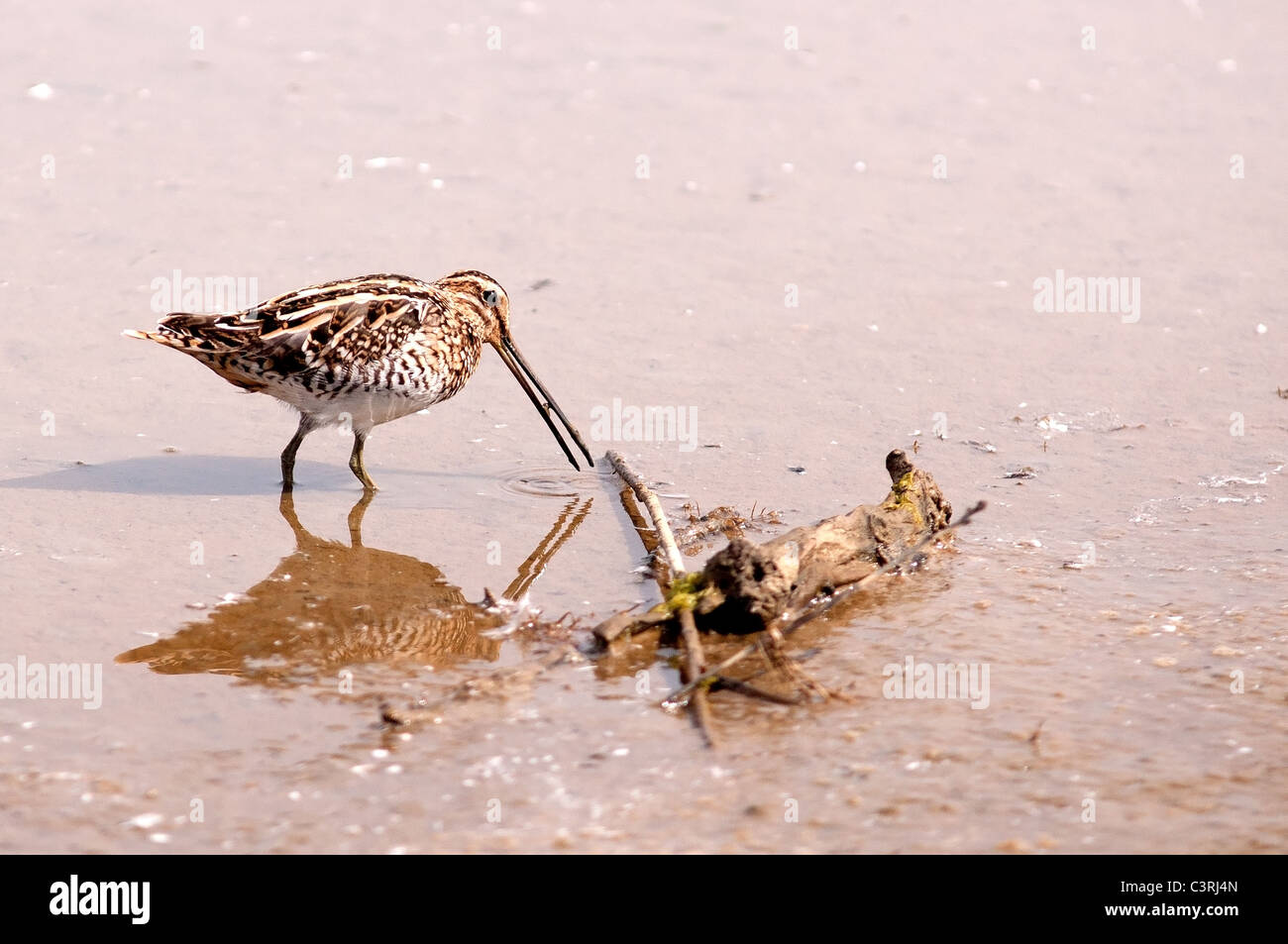 Eat snipe hi-res stock photography and images - Alamy