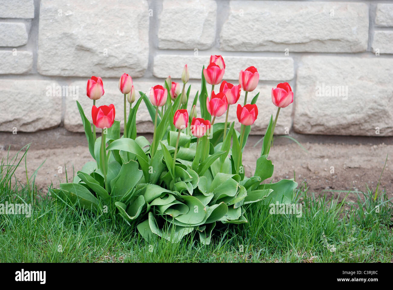 Tulips in front of a brick house wall Stock Photo - Alamy